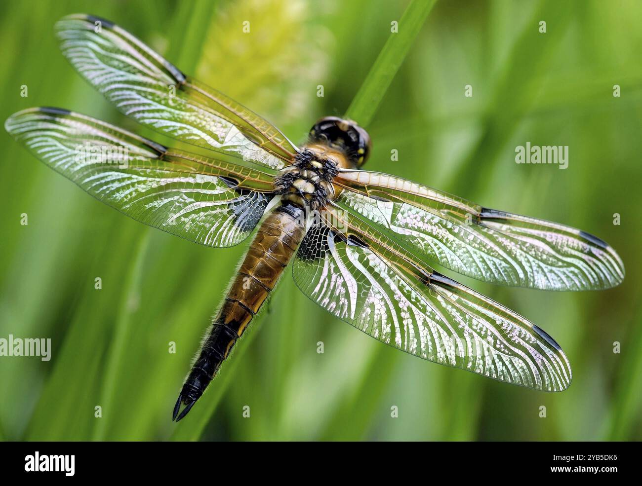Freshly hatched large dragonfly Stock Photo - Alamy