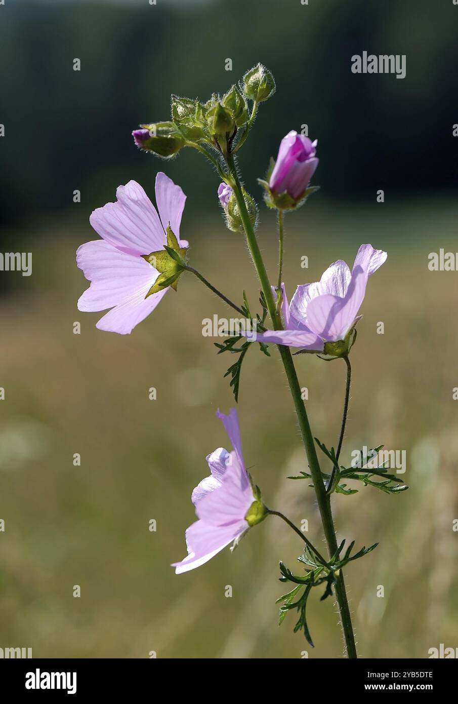 Pink-coloured flowers of the musk mallow Stock Photo - Alamy