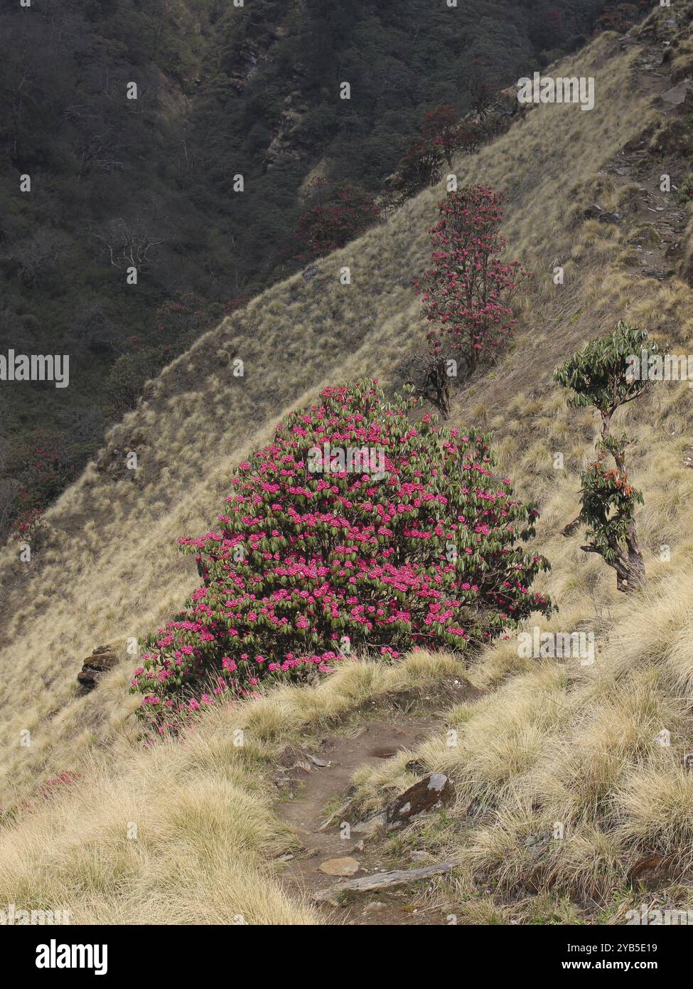 Closeup shot blooming rhododendron hi-res stock photography and images ...