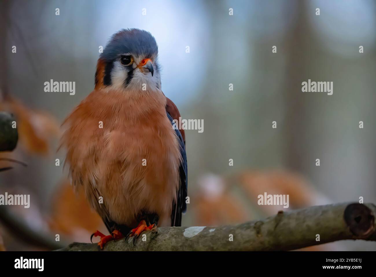 The American kestrel (Falco sparverius), also called the sparrow hawk ...