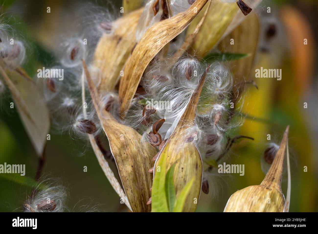 Defocused macro abstract of mature seed pods on a swamp milkweed plant ...