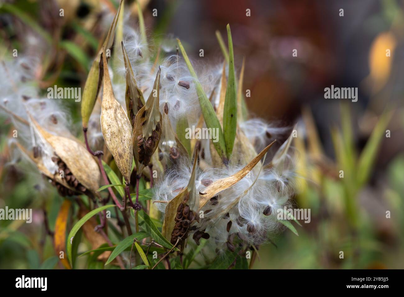 Defocused macro abstract of mature seed pods on a swamp milkweed plant ...