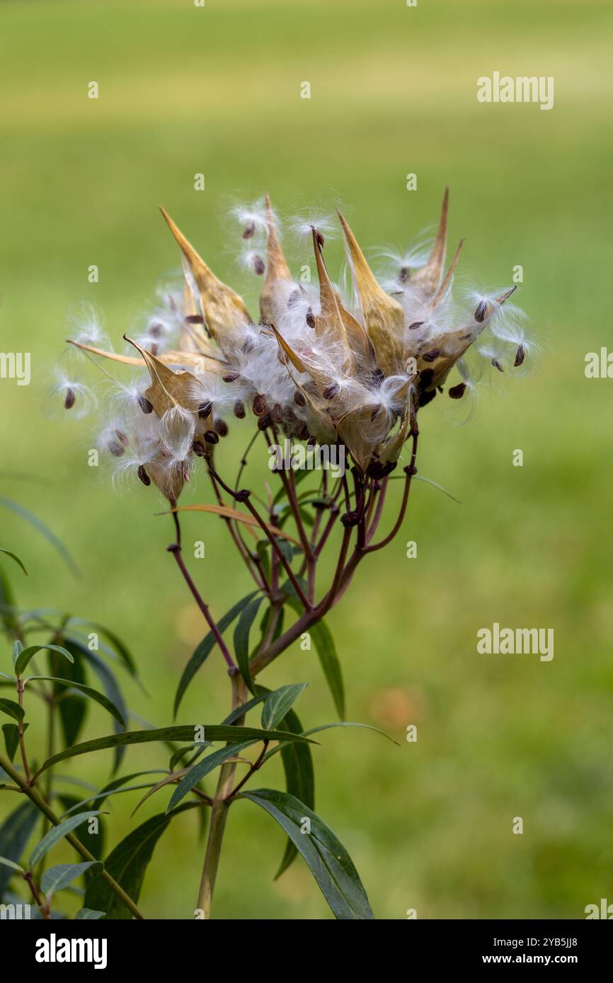 Defocused macro abstract of mature seed pods on a swamp milkweed plant ...