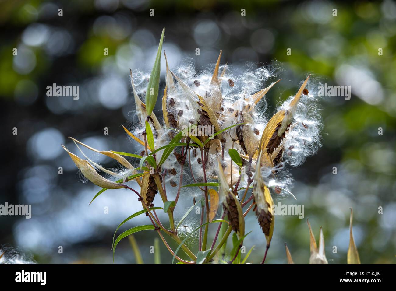 Defocused macro abstract of mature seed pods on a swamp milkweed plant ...