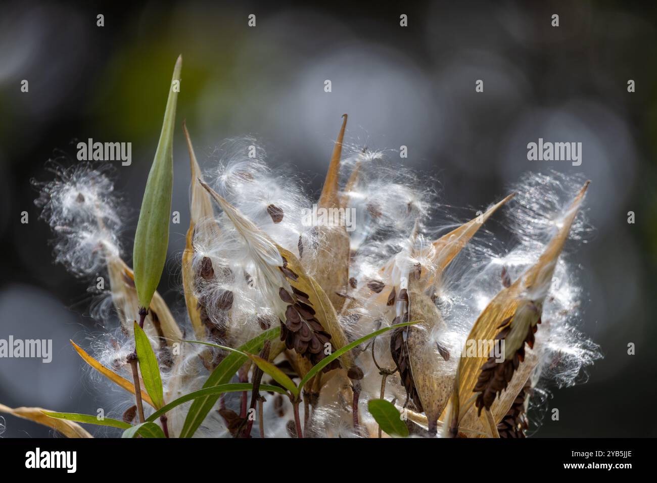 Defocused macro abstract of mature seed pods on a swamp milkweed plant ...