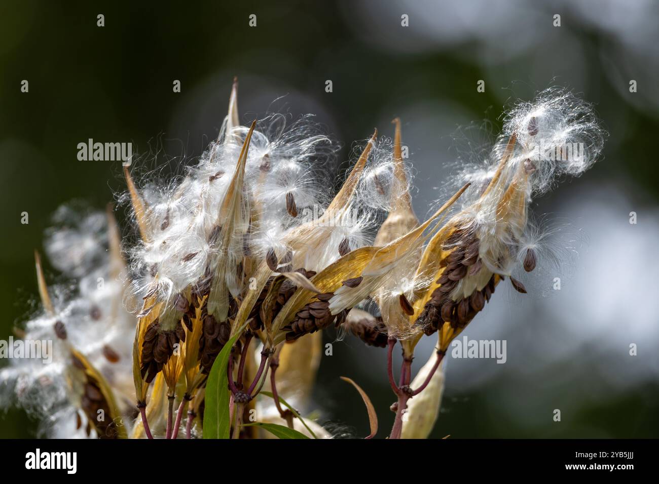 Defocused macro abstract of mature seed pods on a swamp milkweed plant ...