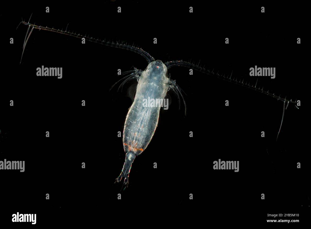 Copepod hi-res stock photography and images - Alamy
