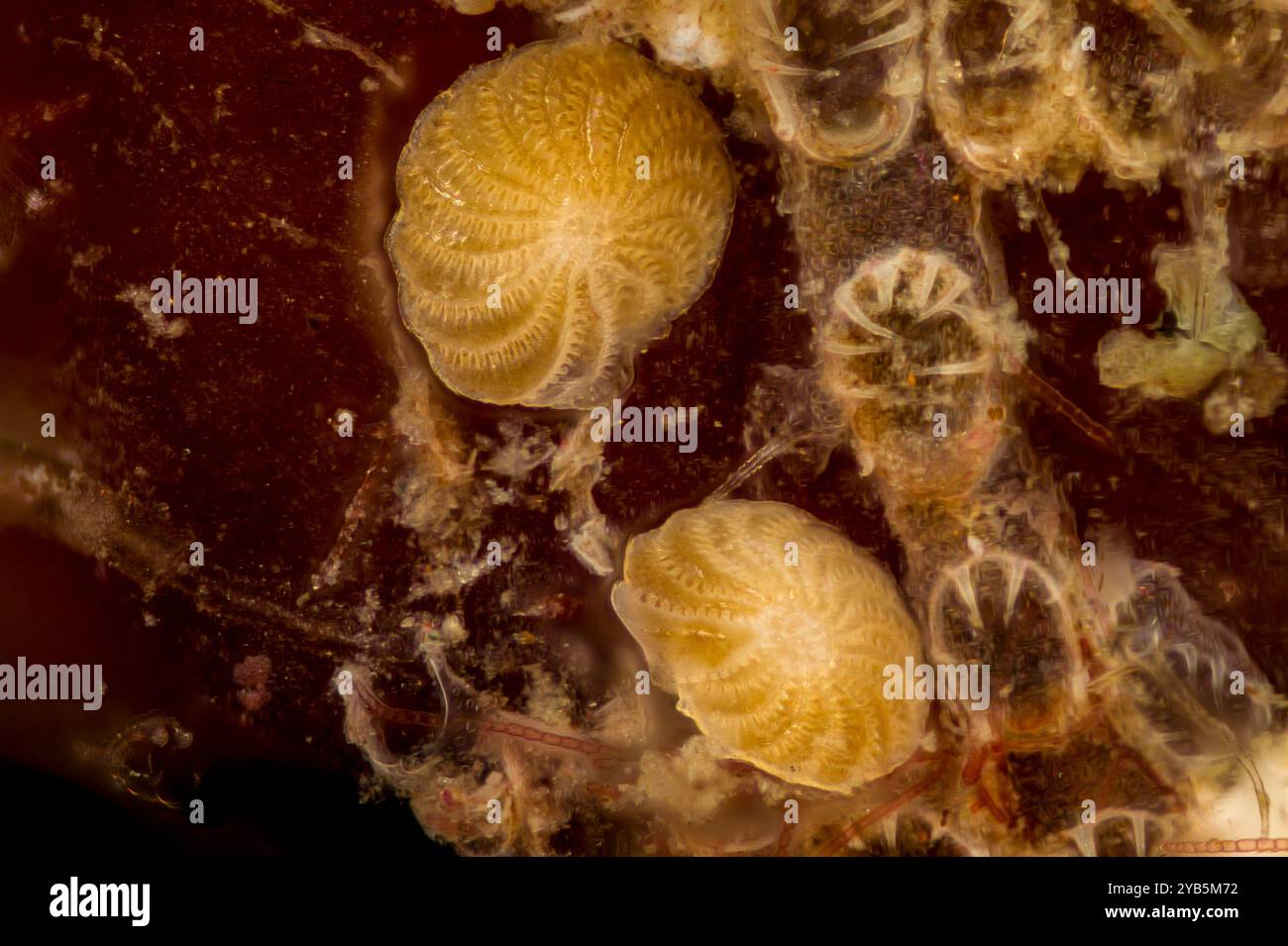 Foraminifera hi-res stock photography and images - Alamy