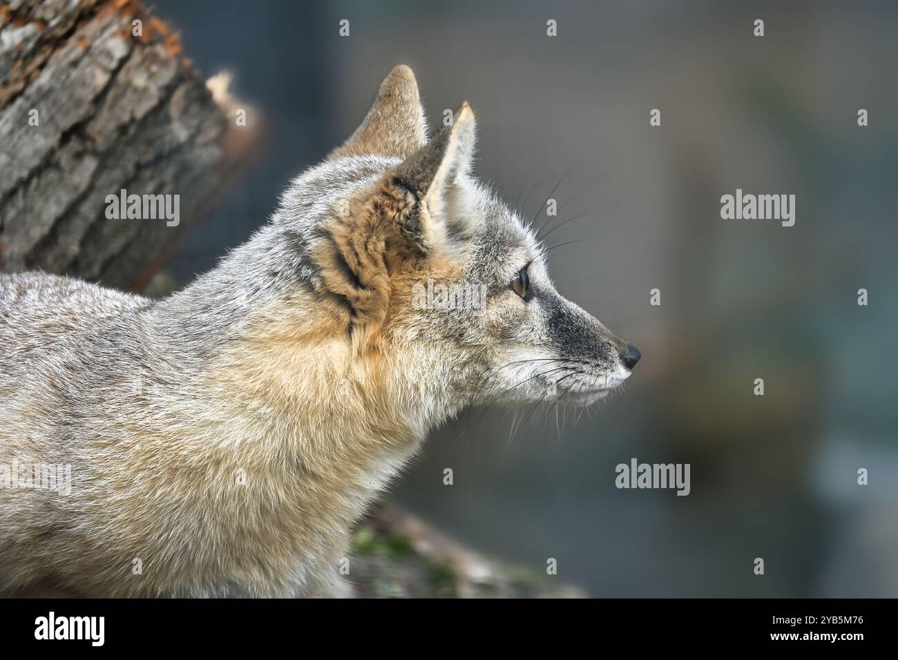 A corsac fox stands alert in its natural, earthy environment ...