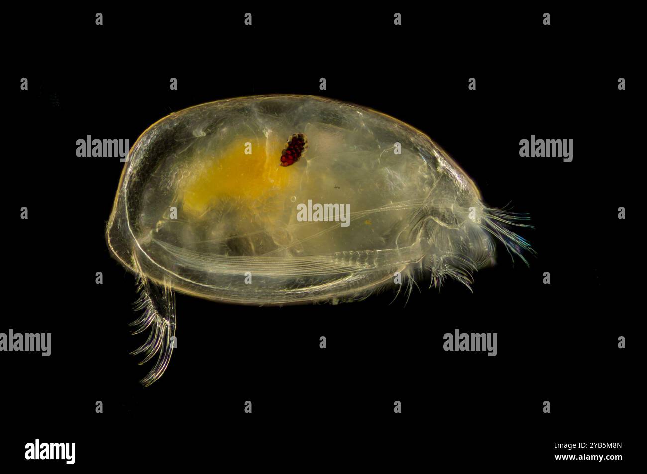 Ostracoda ostracod hi-res stock photography and images - Alamy