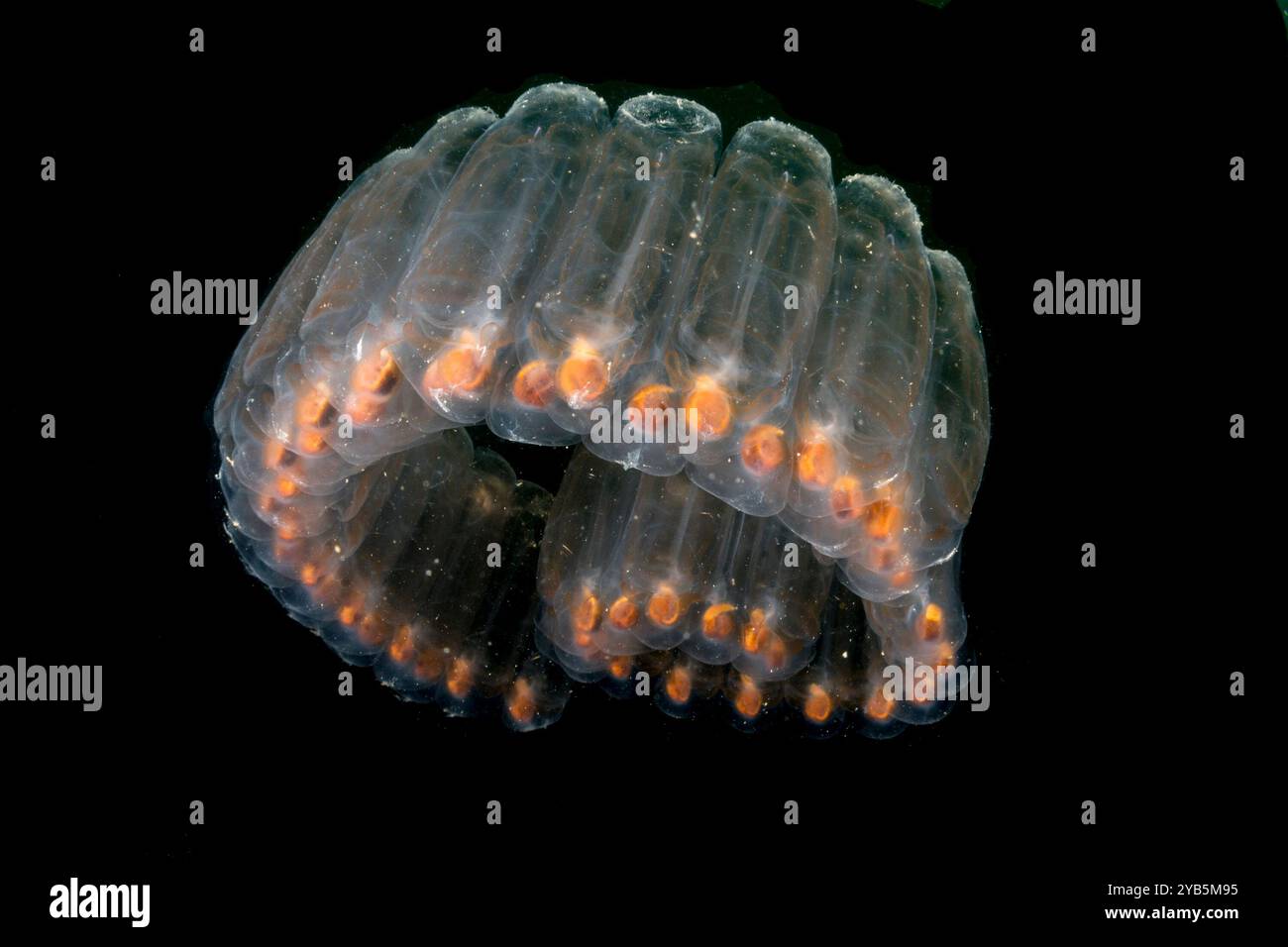 Salps plankton hi-res stock photography and images - Alamy