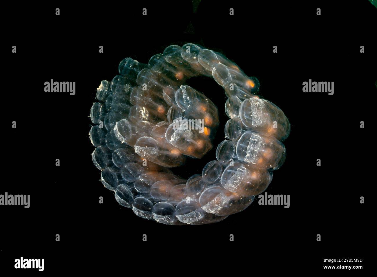 Salps plankton hi-res stock photography and images - Alamy