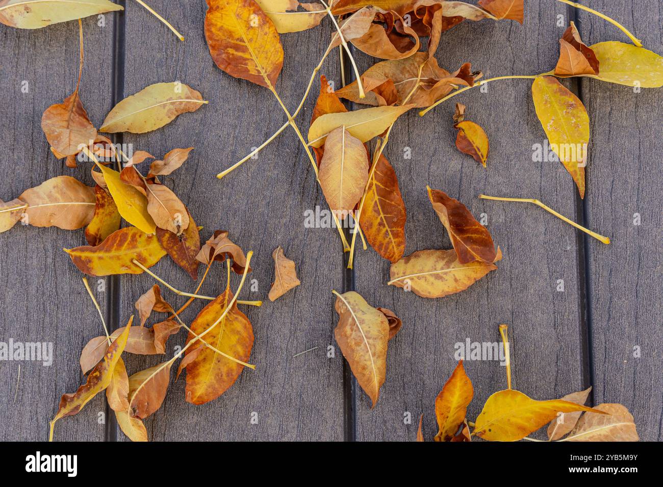 fall autumn leaves on outside public park table Stock Photo - Alamy