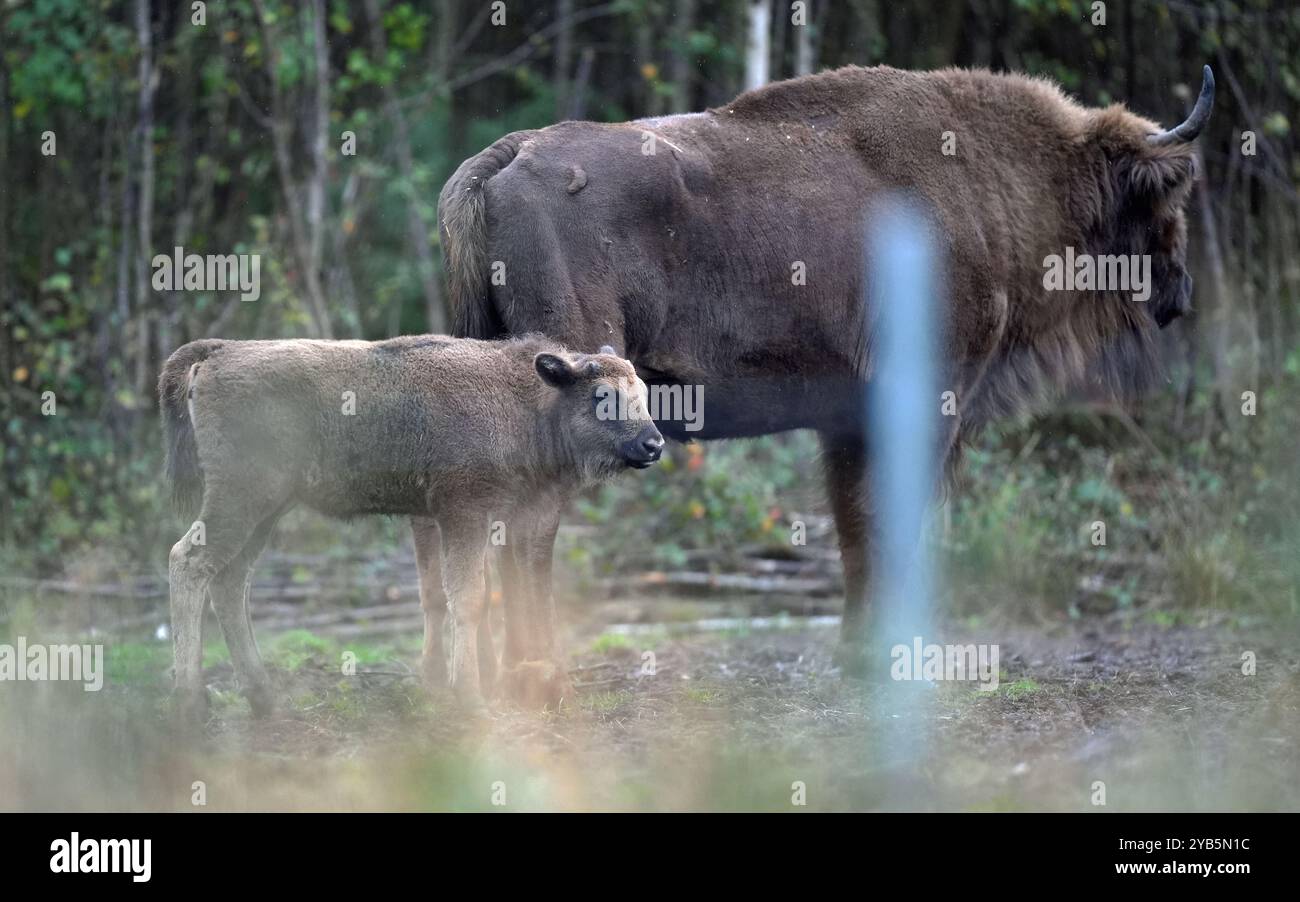 A Bison calf stands with its mother in woodland at the Wildwood Trust ...