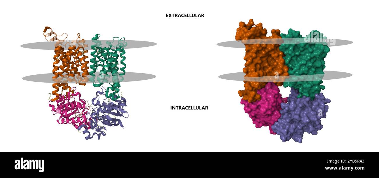Bacterial ABC transporter involved in B12 uptake. 3D cartoon and ...