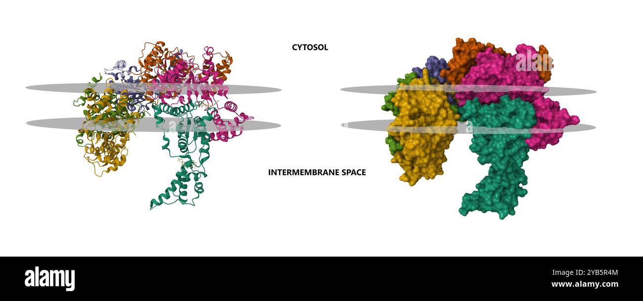 Human mitochondrial AAA protein ATAD1 in complex with a peptide ...