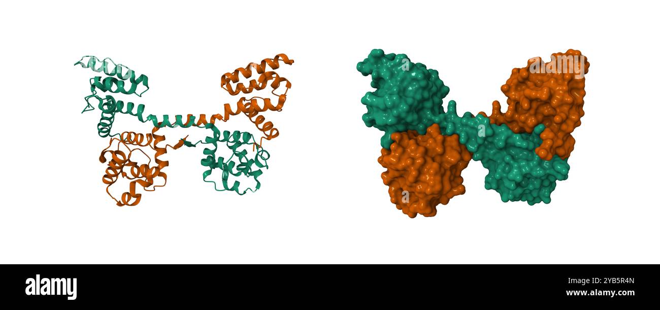 N Terminal Actin Binding Domain Of Human Dystrophin 3d Cartoon And