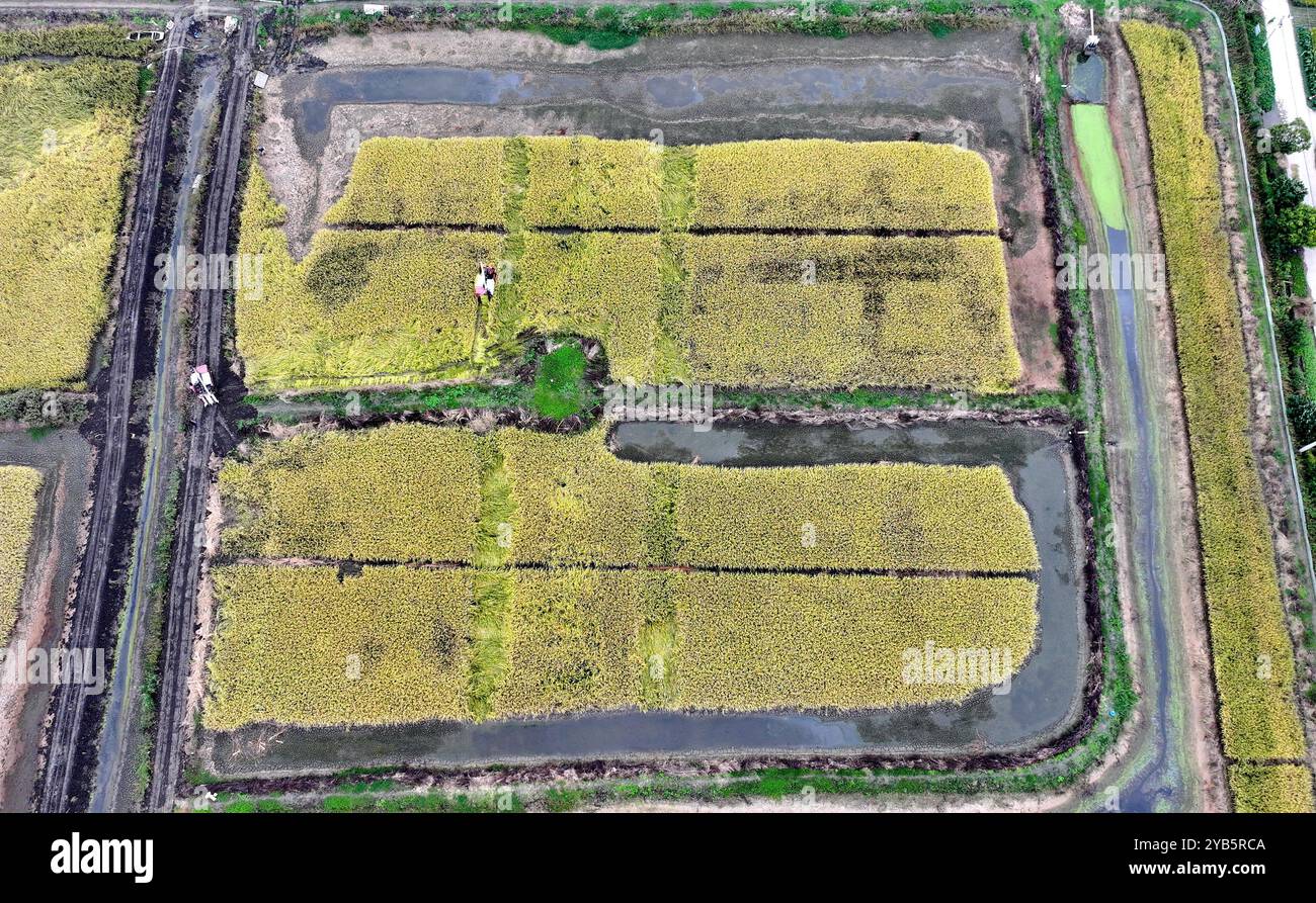 China hybrid rice hi-res stock photography and images - Alamy