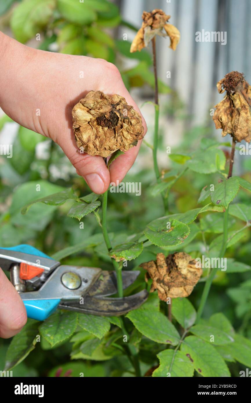 Deadheading roses flowers. Gardener cut old roses flowers Stock Photo ...