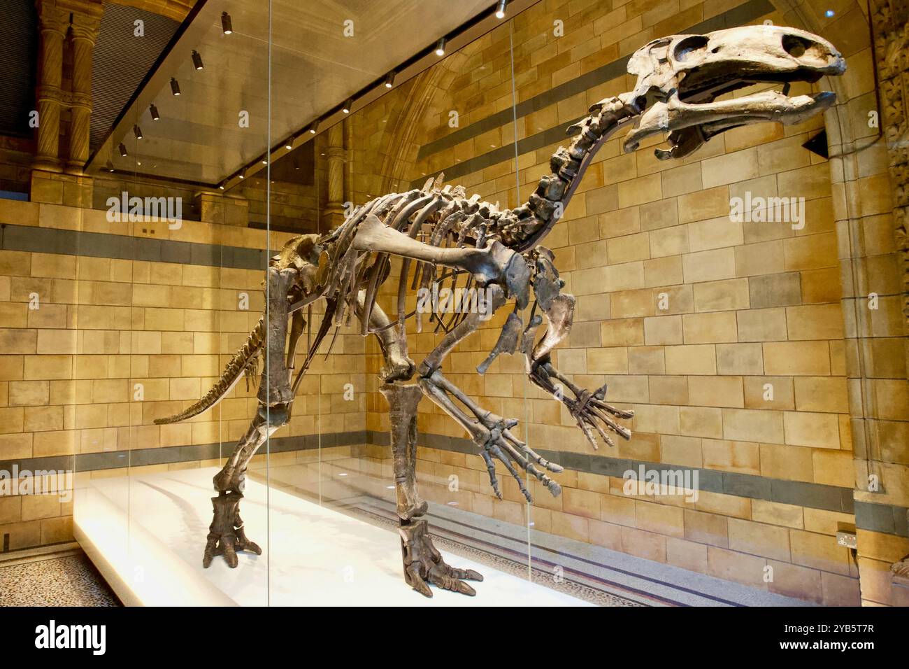 Dinosaur, Mantellisaurus atherfieldensis from the Isle of Wight ...
