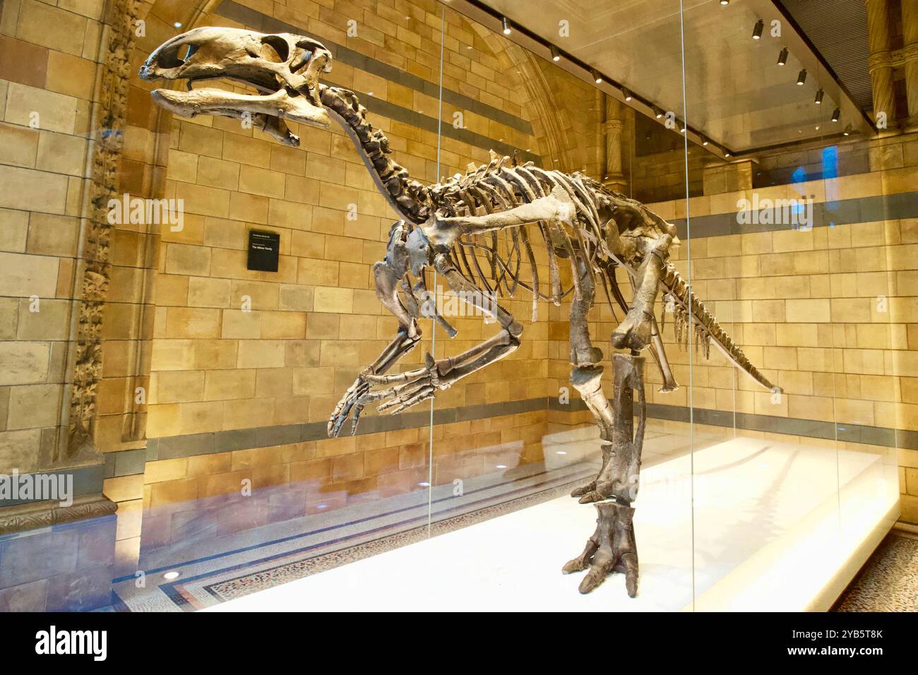 Dinosaur, Mantellisaurus atherfieldensis from the Isle of Wight ...