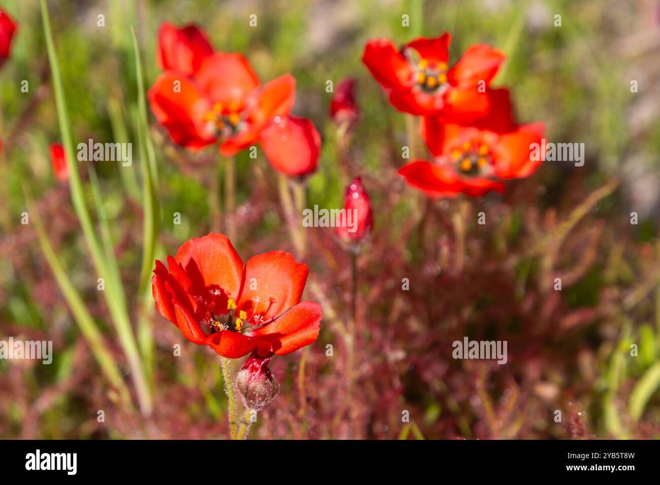 South African Wildflower: The beautiful red flowered form of the sundew ...