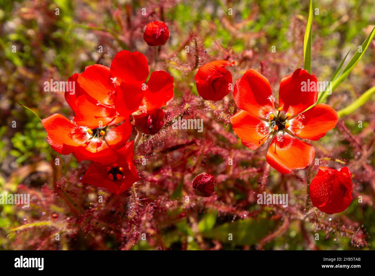 South African Wildflower: The beautiful red flowered form of the sundew ...