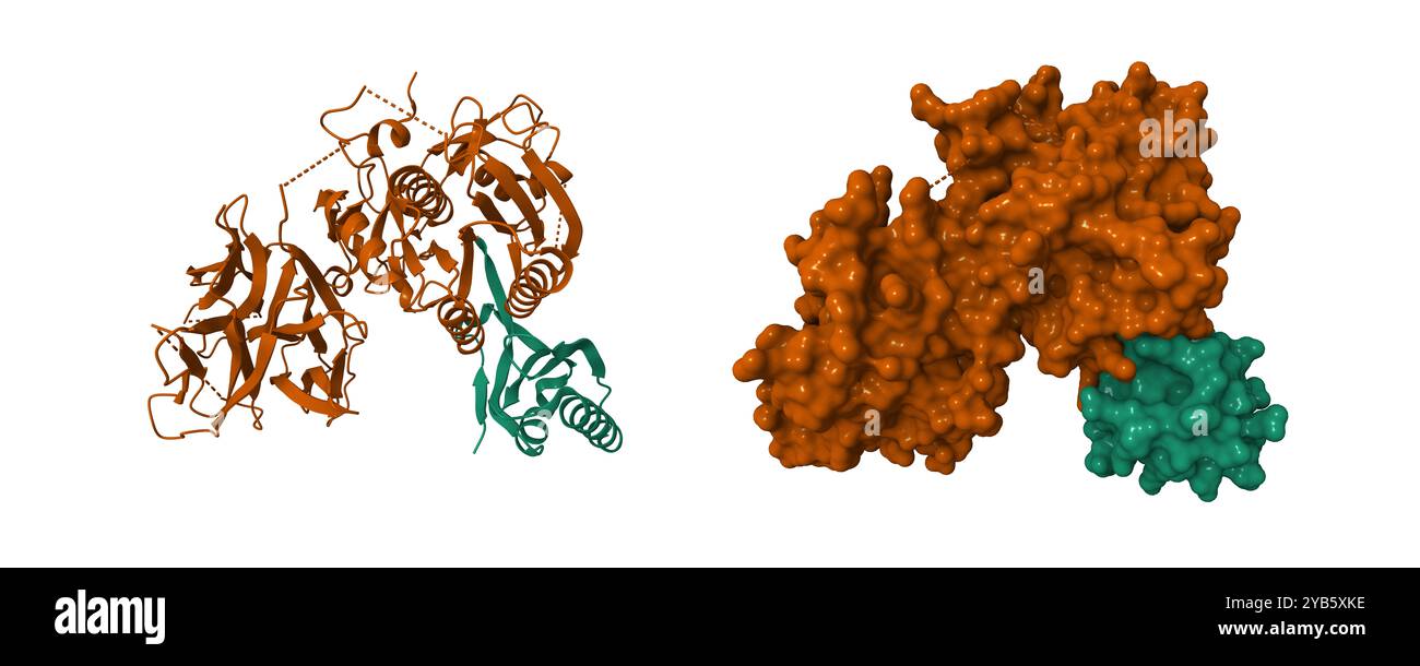 The crystal structure of proprotein convertase subtilisin kexin type 9 ...