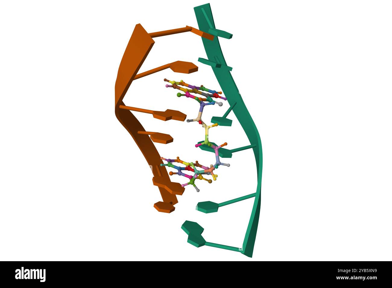 A complex between D(ATGCAT)2 and the antitumor bisnaphthalimide. 3D ...