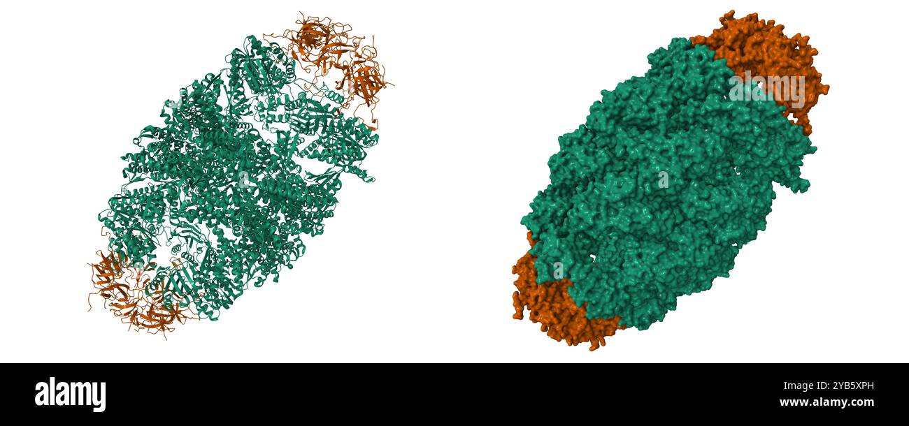Crystal structure of the human mitochondrial chaperonin symmetrical ...