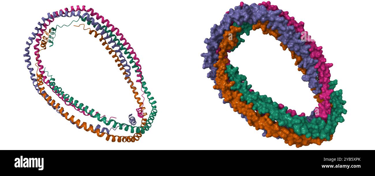 Crystal structure of truncated human apolipoprotein A-I. 3D cartoon and ...