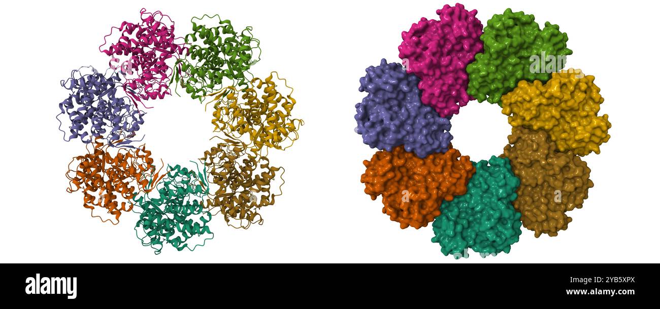 Human mitochondrial chaperonin mhsp60 hi-res stock photography and ...