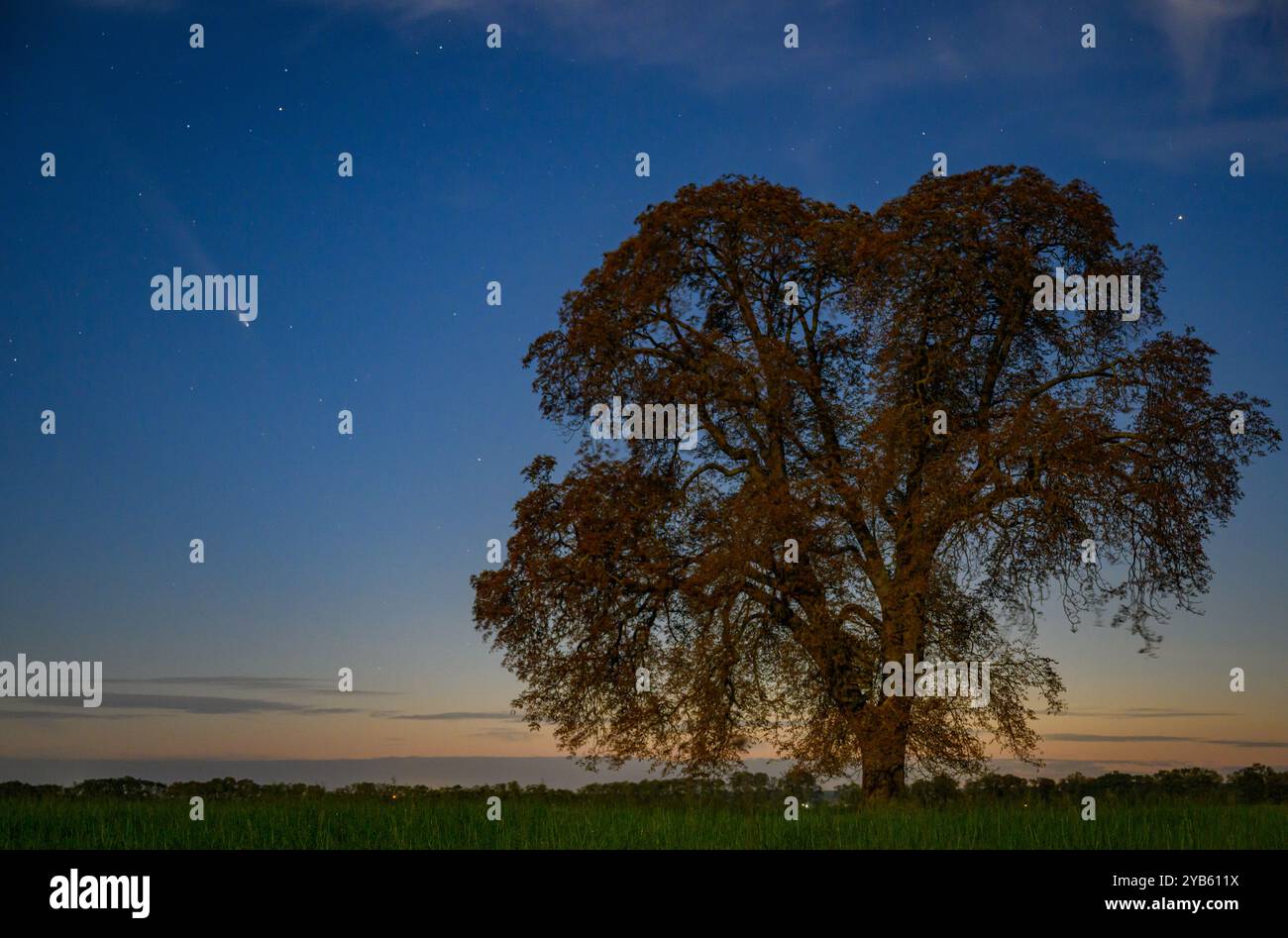 Lietzen, Germany. 16th Oct, 2024. The comet Tsuchinshan-Atlas can be ...