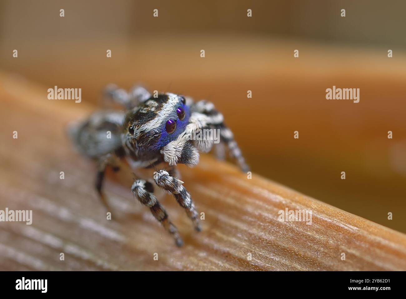 A male Peacock spider (Maratus personatus) in his breeding colours ...
