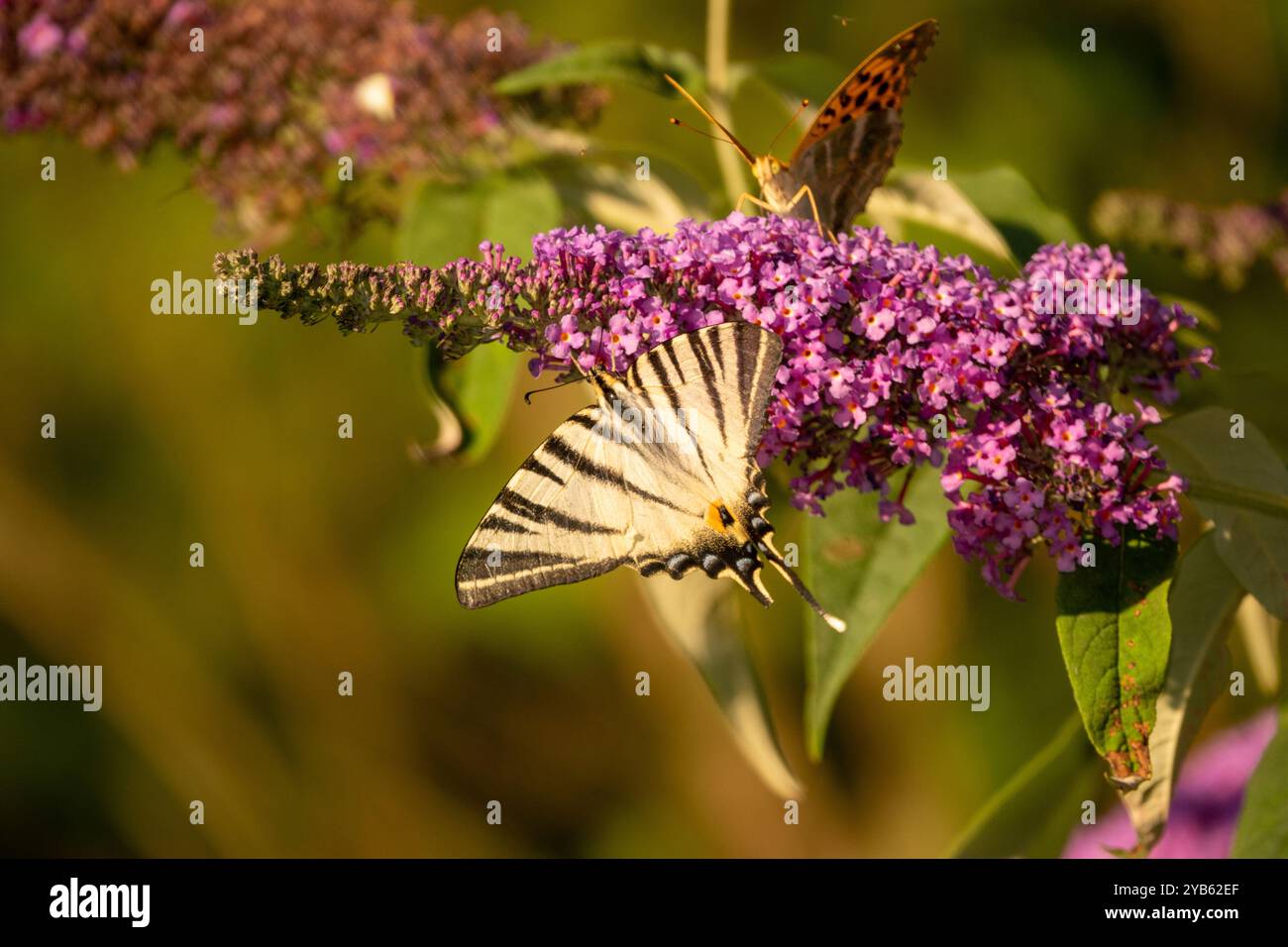 Butterfly scarce swallowtail (Iphiclides podalirius) bouncing summer ...