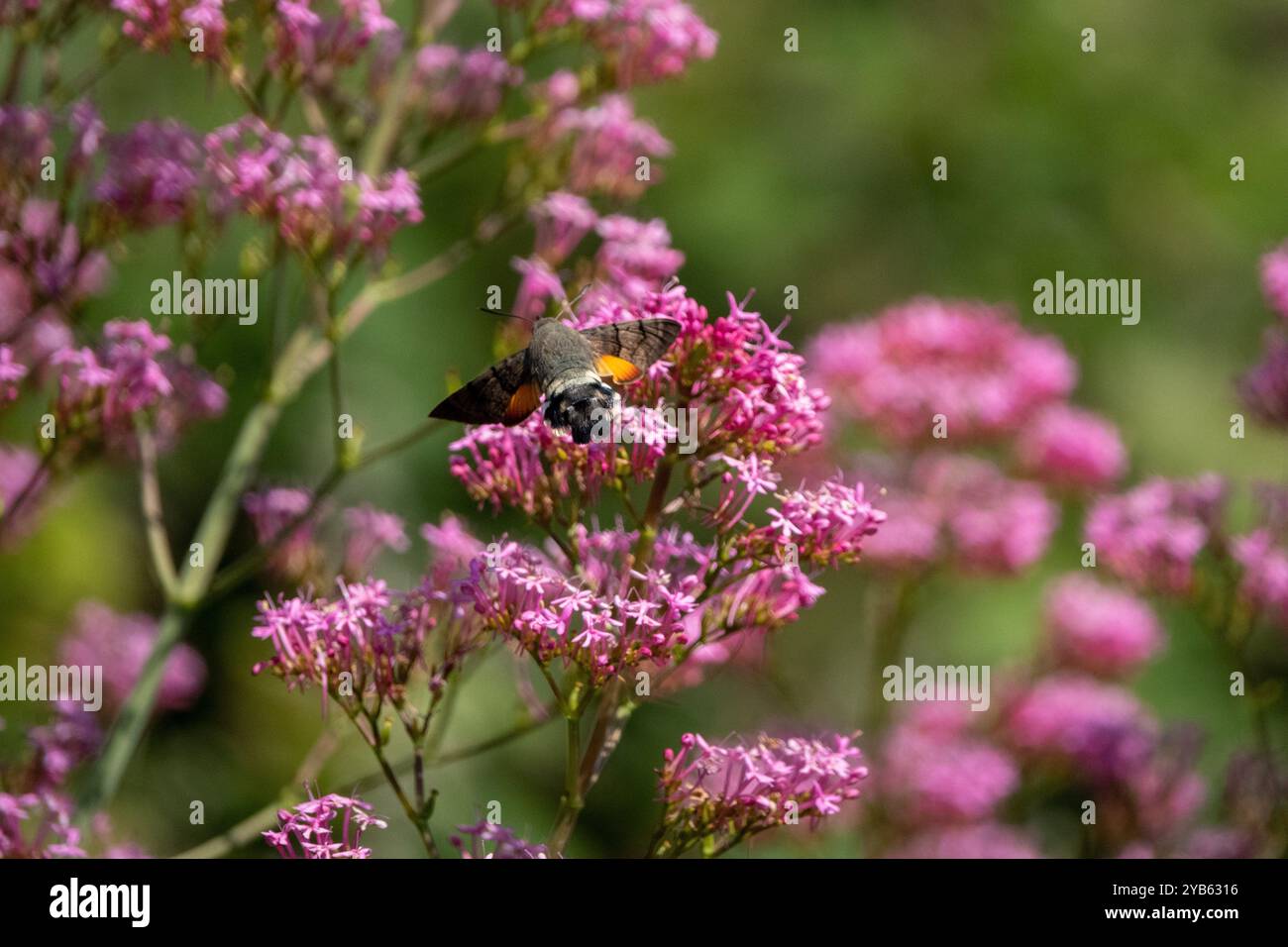 The hummingbird hawk-moth (Macroglossum stellatarum) bouncing Valeriana ...