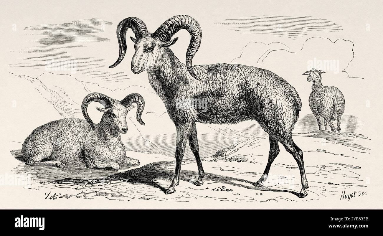 Ovis ammon. The argali or mountain sheep, is a wild sheep that roams ...