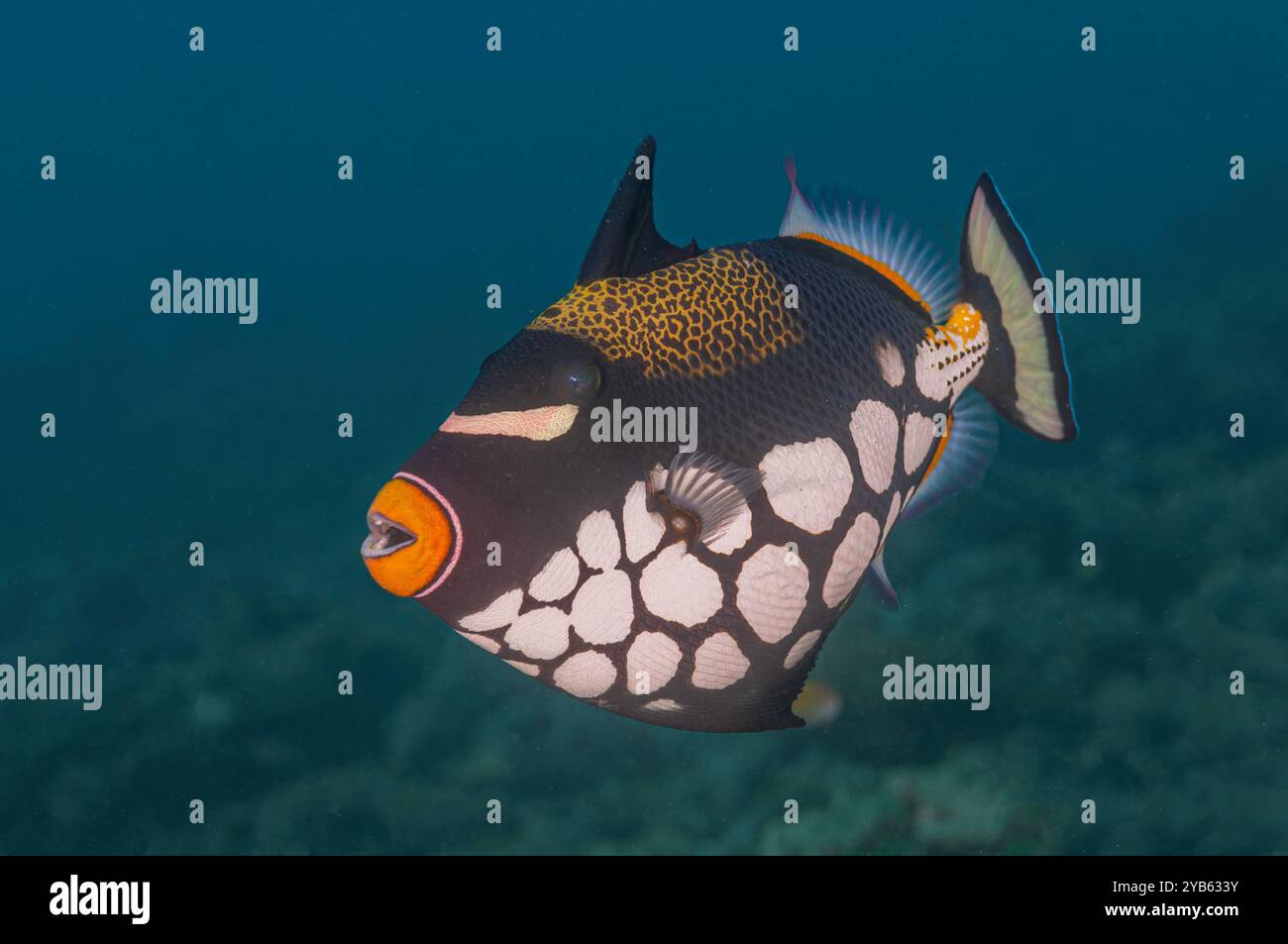 Clown triggerfish close up showing its complex and striking patterns ...