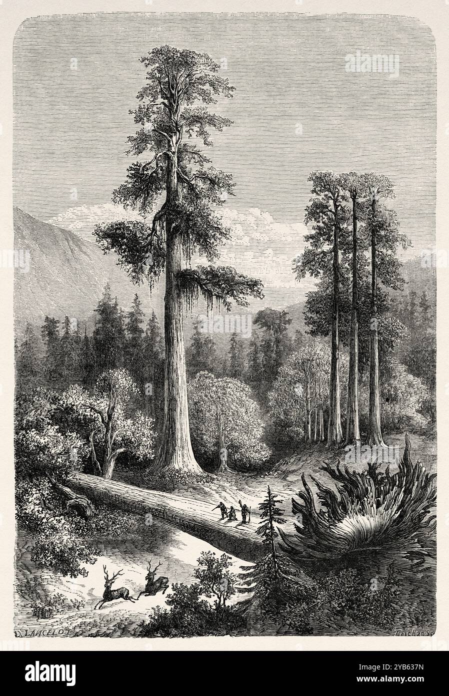 Sequoiadendron giganteum. The giant sequoia, the biggest tree in the ...