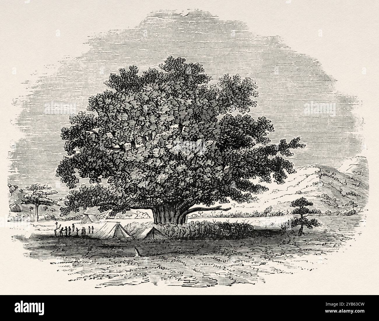 Ficus Sycomorus. Tanzania. Africa. Journey to the Great Lakes of East ...