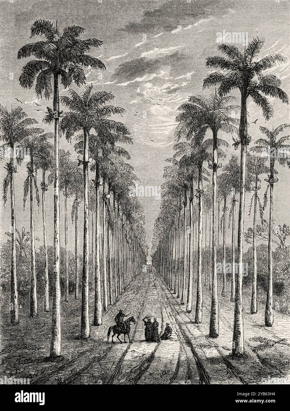 Palm avenue in a traditional hacienda in Cuba. Antilles of the ...