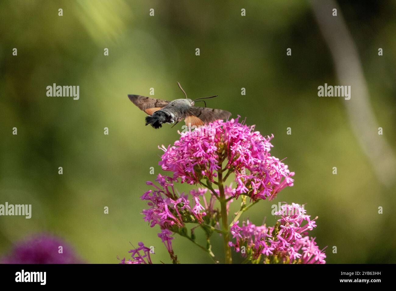The hummingbird hawk-moth (Macroglossum stellatarum) bouncing Valeriana ...