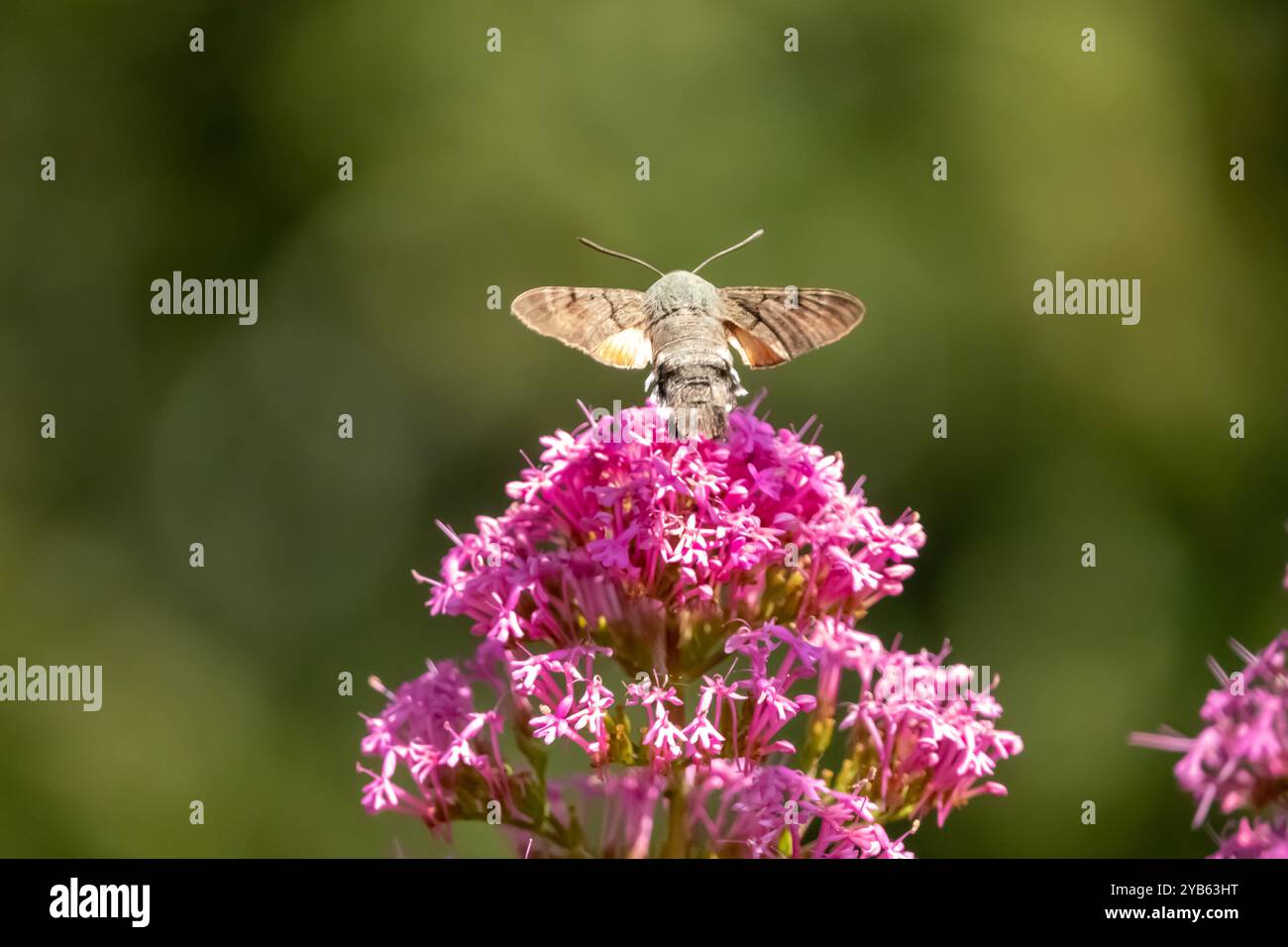 The hummingbird hawk-moth (Macroglossum stellatarum) bouncing Valeriana ...