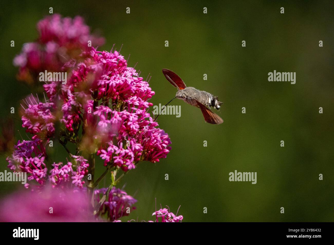 The hummingbird hawk-moth (Macroglossum stellatarum) bouncing Valeriana ...