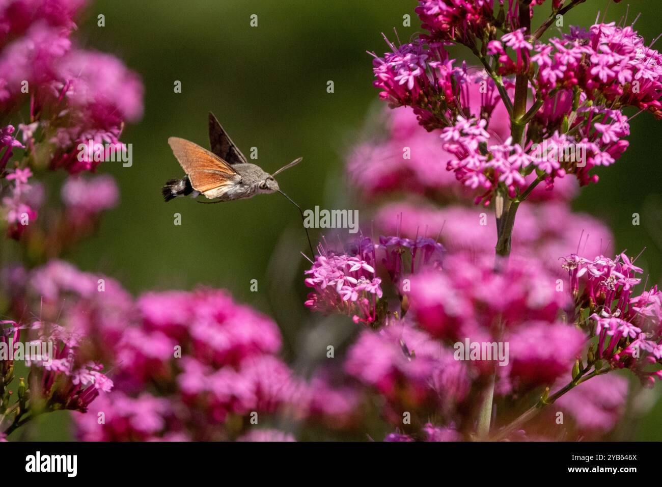 The hummingbird hawk-moth (Macroglossum stellatarum) bouncing Valeriana ...