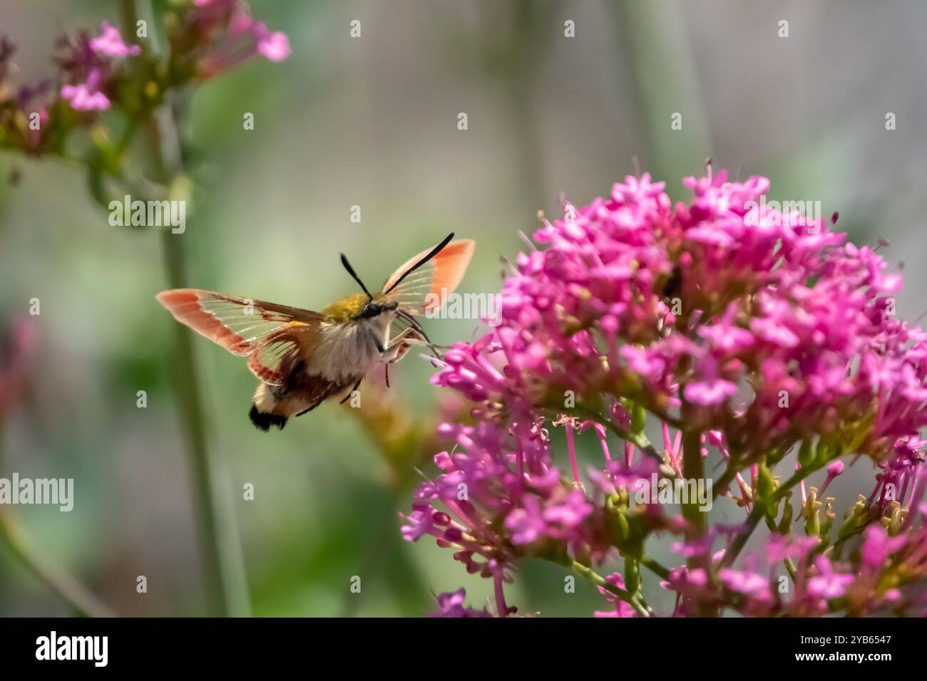 Hemaris thysbe, the hummingbird clearwing, is a moth of the family ...