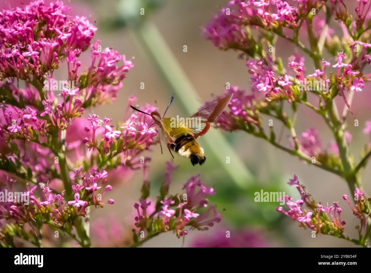 Clearwing hummingbird moth hi-res stock photography and images - Alamy