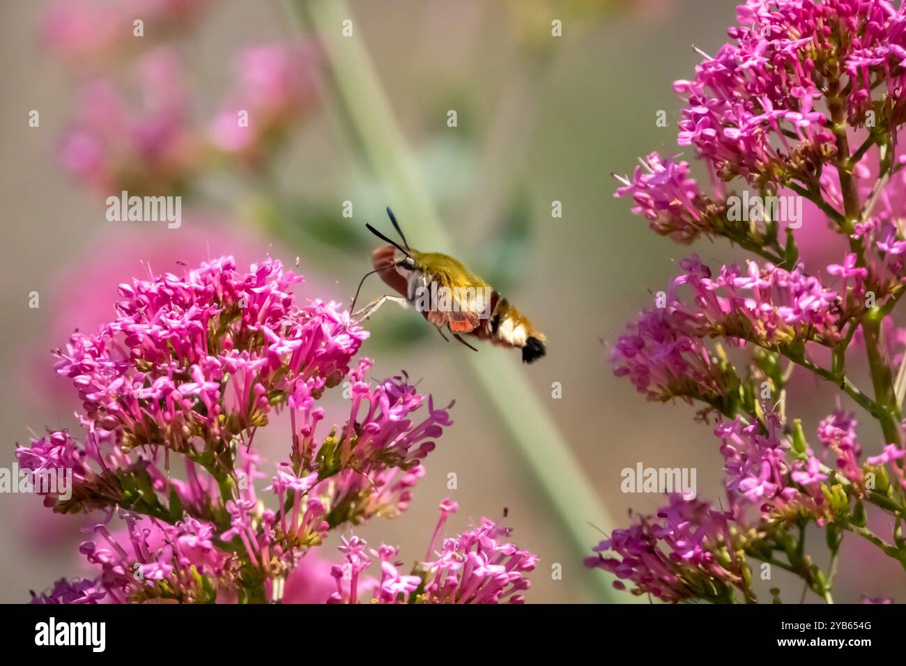 Clearwing hummingbird moth hi-res stock photography and images - Alamy