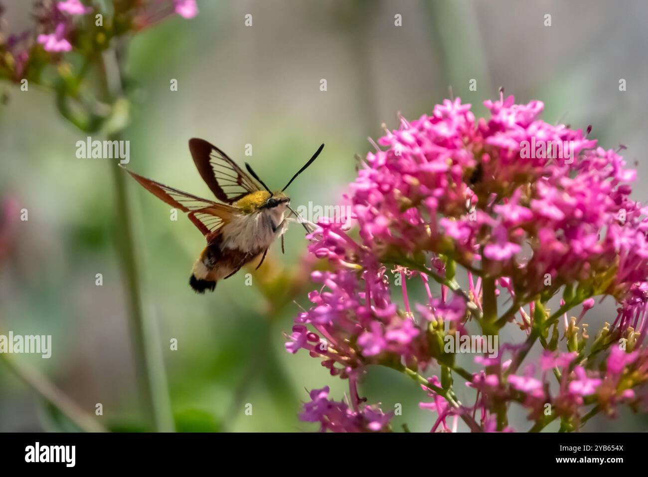 Hemaris thysbe, the hummingbird clearwing, is a moth of the family ...