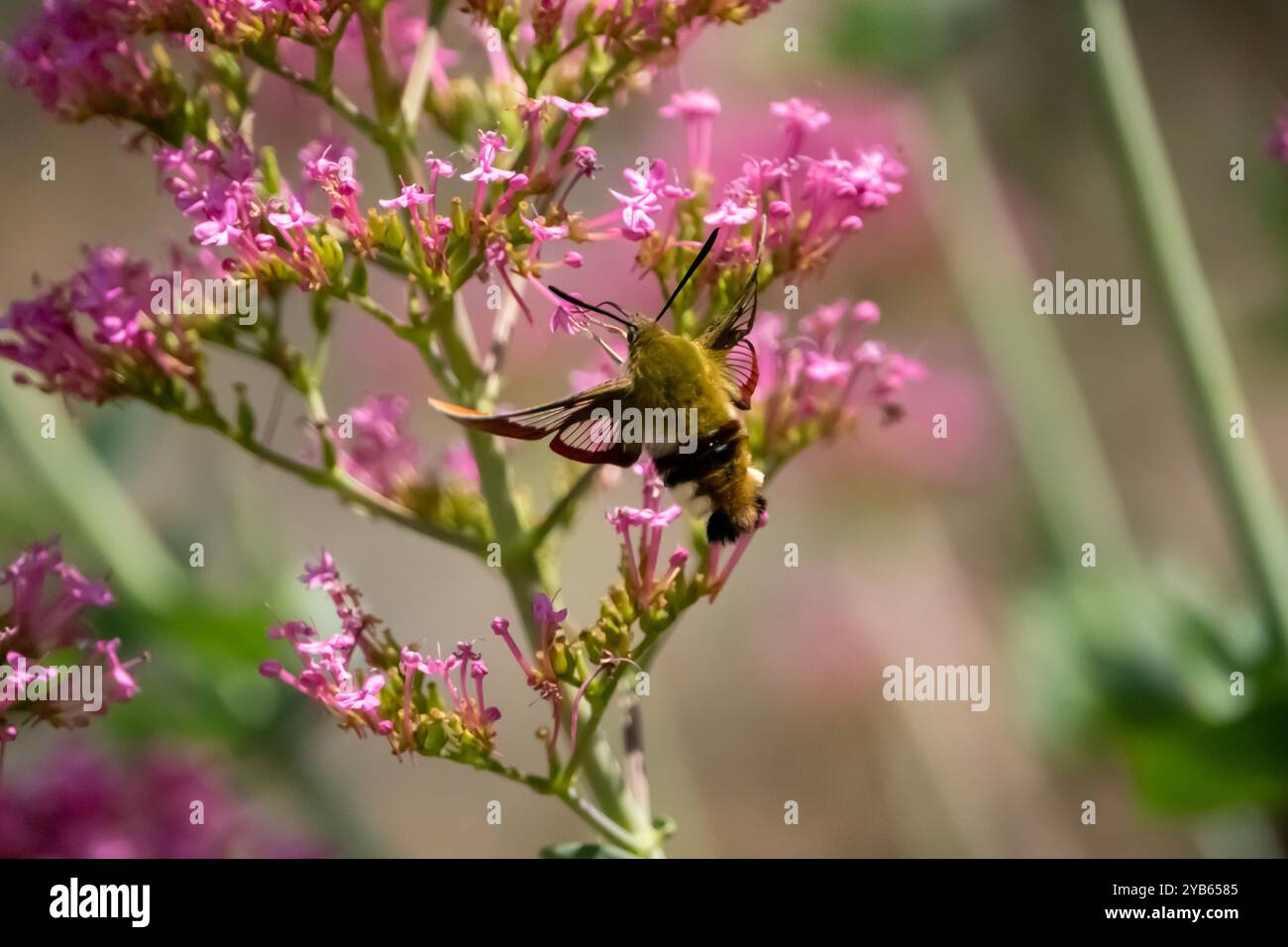 Hemaris thysbe, the hummingbird clearwing, is a moth of the family ...